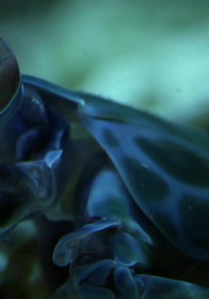 Watch Deadly Australians S01:E04 - Oceans - Free TV Shows | Tubi