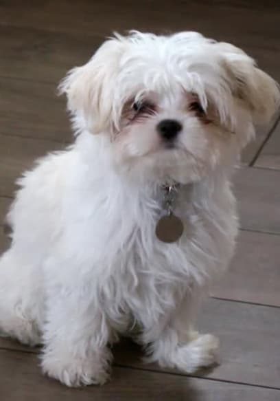 Watch Embarrassing Pets S01:E12 - Episode 12 - Free TV Shows | Tubi