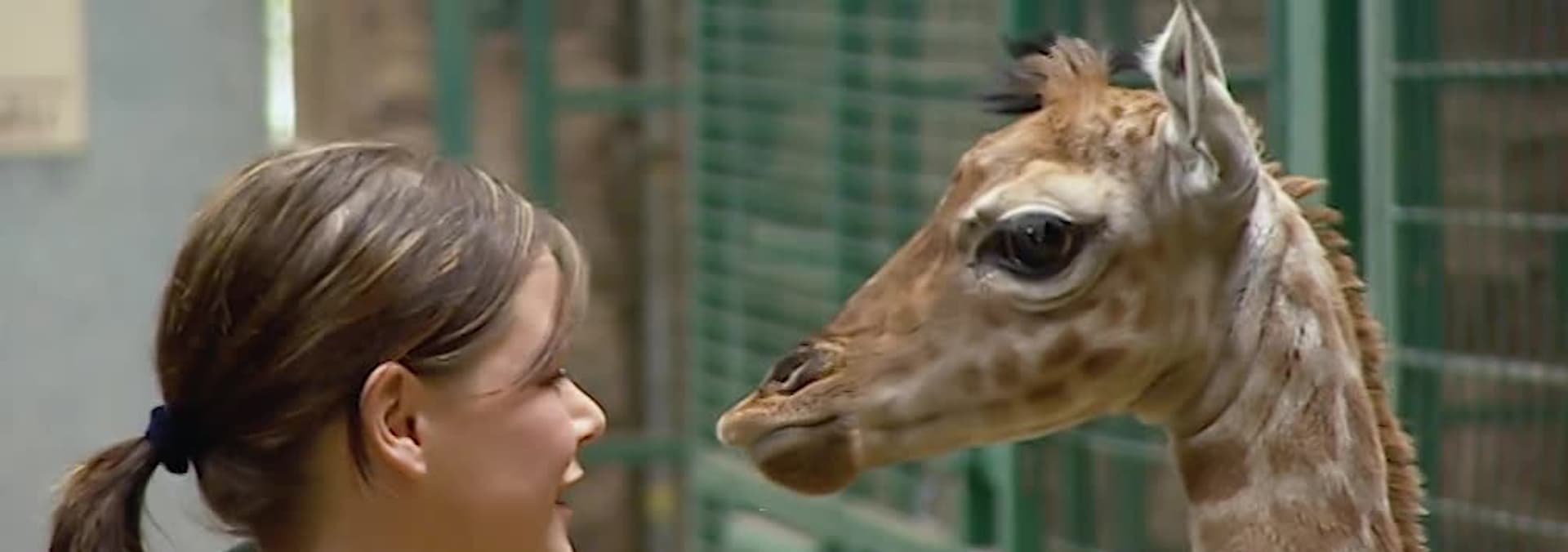 Watch Zoo Days S02:E16 - Episode 16 - Free TV Shows | Tubi