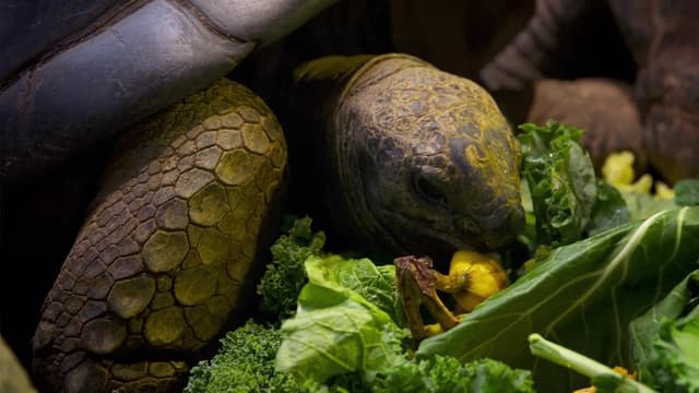 Watch The Big Feed S01:E05 - Hunger Games - Free TV Shows | Tubi