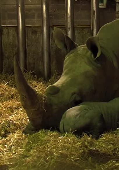 Watch The Zoo S04:E08 - Episode 8 - Free TV Shows | Tubi