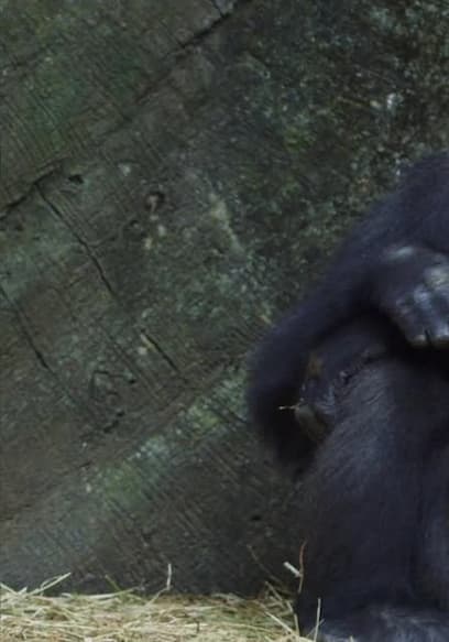 Watch The Zoo S02:E10 - A Gorilla With Heart - Free TV Shows | Tubi