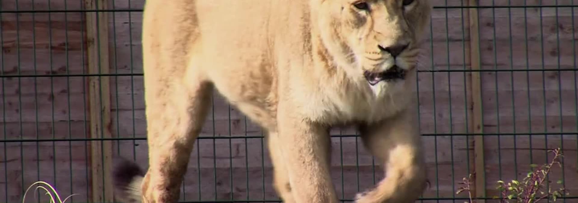 Watch The Zoo S04:E06 - Episode 6 - Free TV Shows | Tubi