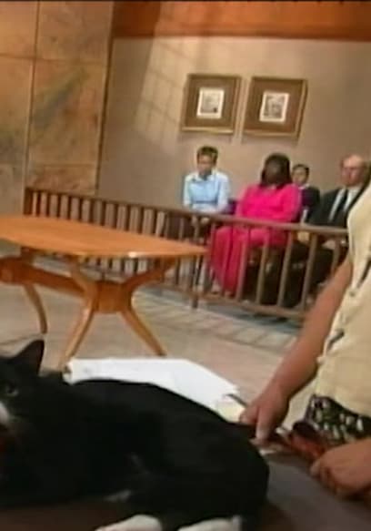 Watch Judge Wapner’s Animal Court S02:E16 - Cat Eyes / Akita Knee ...