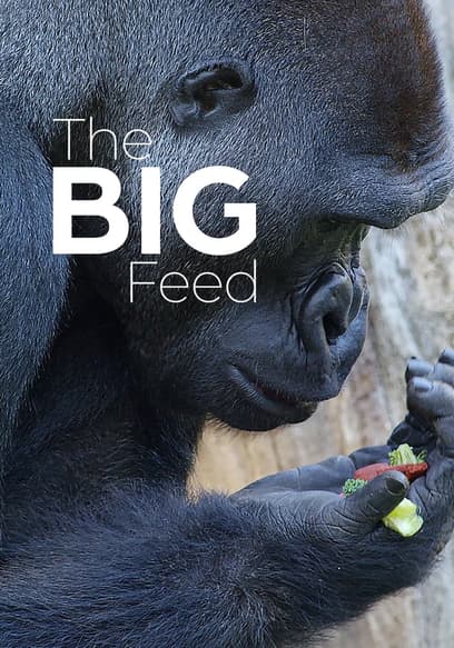 Watch The Big Feed S01:E04 - Green Cuisine - Free TV Shows | Tubi