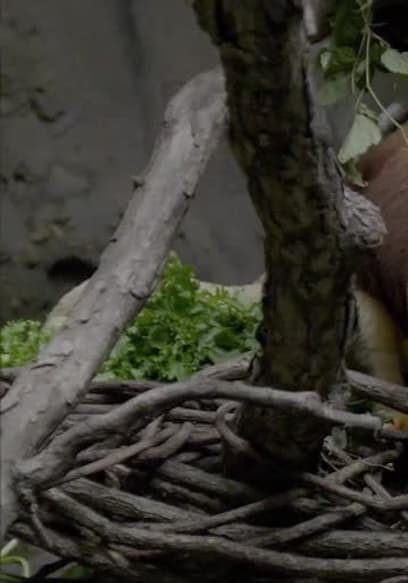 Watch The Zoo S05:E10 - Kangaroos in Trees - Free TV Shows | Tubi