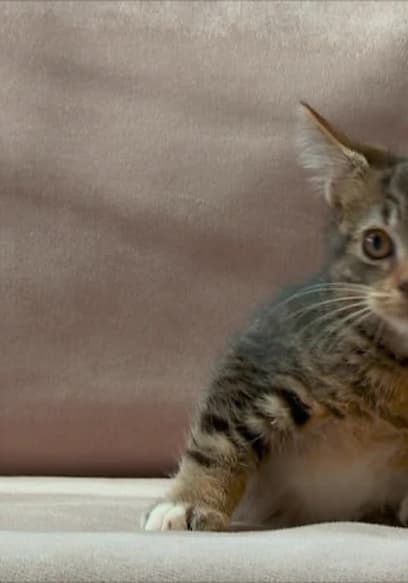 Watch Pets in Paradise S01:E107 - The Scoop on Poop - Free TV Shows | Tubi