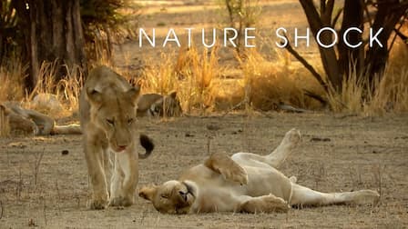 Watch Nature Shock - Free TV Shows | Tubi