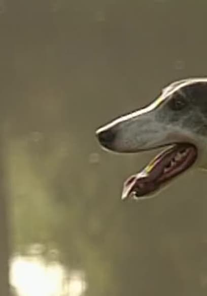 Watch Breed All About It S01:E10 - Greyhounds - Free TV Shows | Tubi