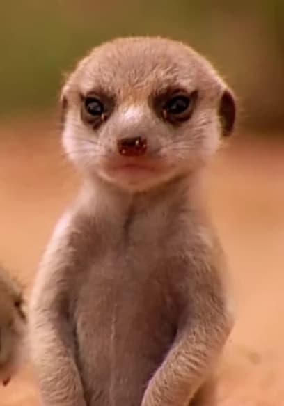 Watch Meerkat Manor S02:E09 - Episode 9 - Free TV Shows | Tubi