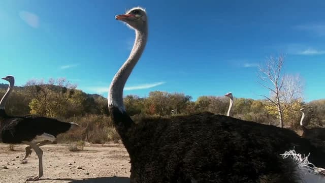 Watch How Do Animals Do That? S02:E16 - Super Sloths, Ostrich Marathon ...