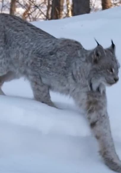 Watch Nation Untamed S01:E04 - Trapping the Elusive Lynx - Free TV ...