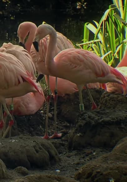 Watch The Zoo S01:E02 - Episode 2 - Free TV Shows | Tubi