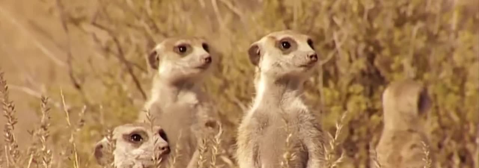 Watch Meerkat Manor S02:E13 - Episode 13 - Free TV Shows | Tubi