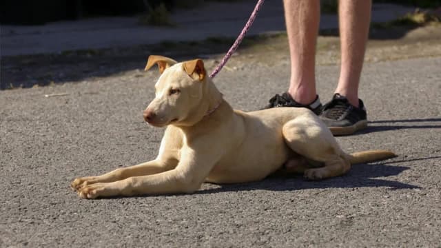 Watch Pit Bulls & Parolees S12:E07 - Finding a Hero - Free TV Shows | Tubi