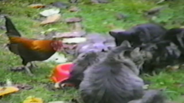 Watch Funniest Pets & People S01:E36 - Curious Cats - Free TV Shows | Tubi