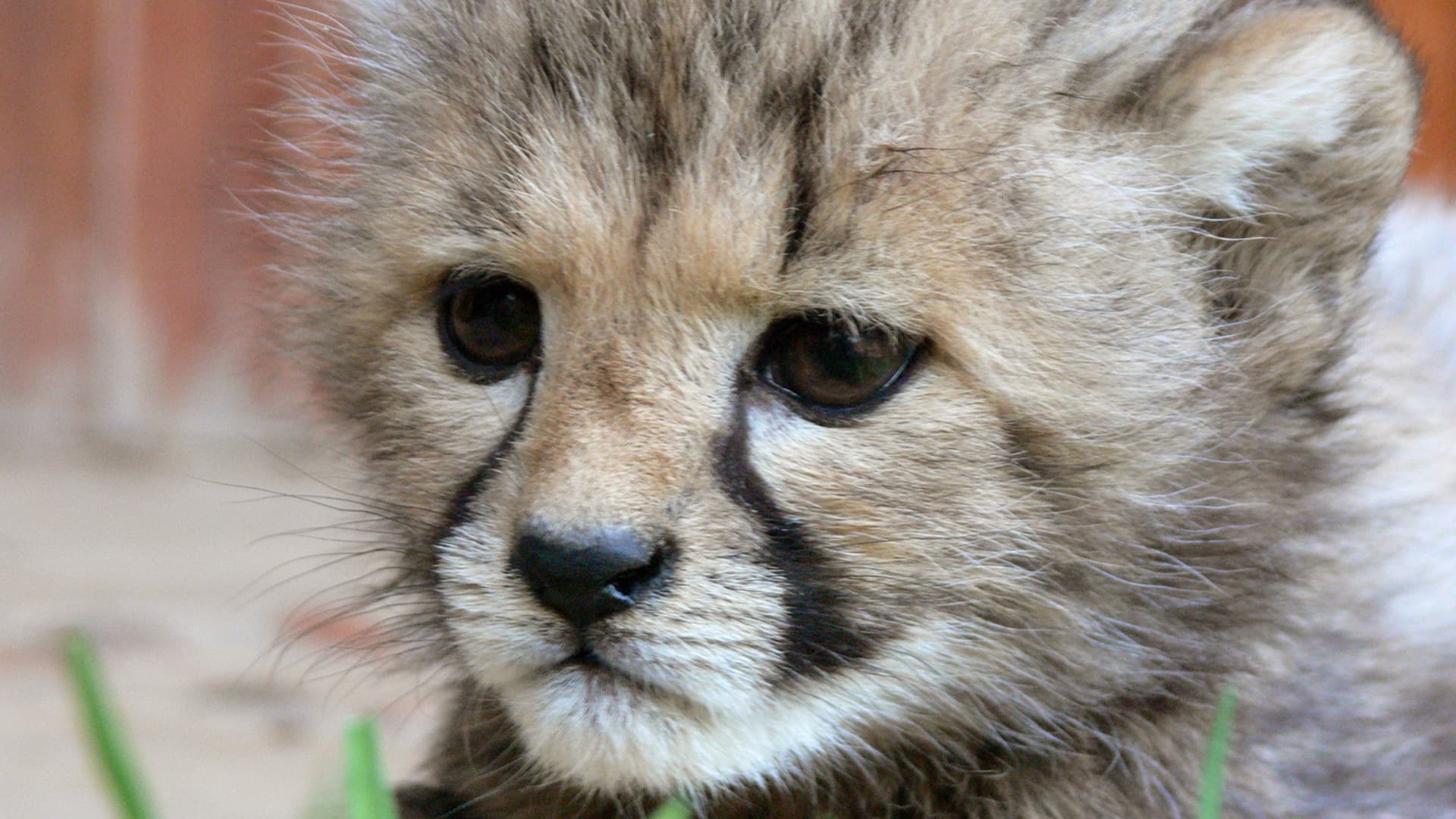 Watch Zoo Babies Streaming Online | Tubi Free TV