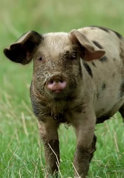 Watch A Year on the Farm S01:E03 - Pigs - Free TV Shows | Tubi