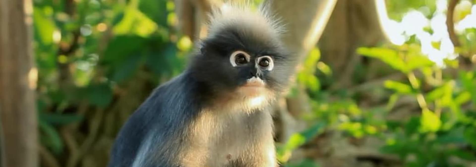 Watch Baby Animals Around the World S03:E07 - Baby Animals From ...