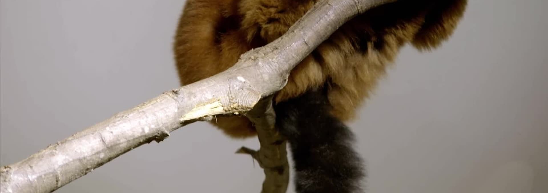 Watch The Big Feed S01:E04 - Green Cuisine - Free TV Shows | Tubi