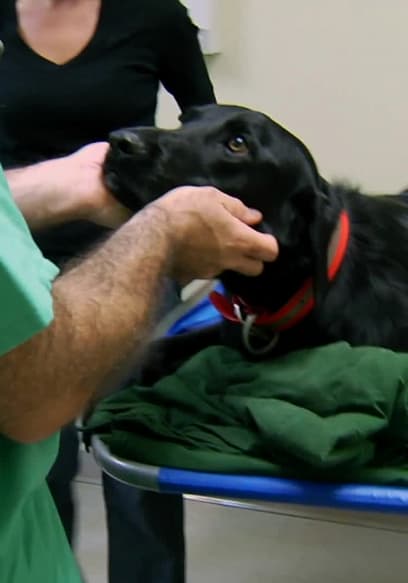 Watch Rescue Vet S01:E02 - Episode 2 - Free TV Shows | Tubi