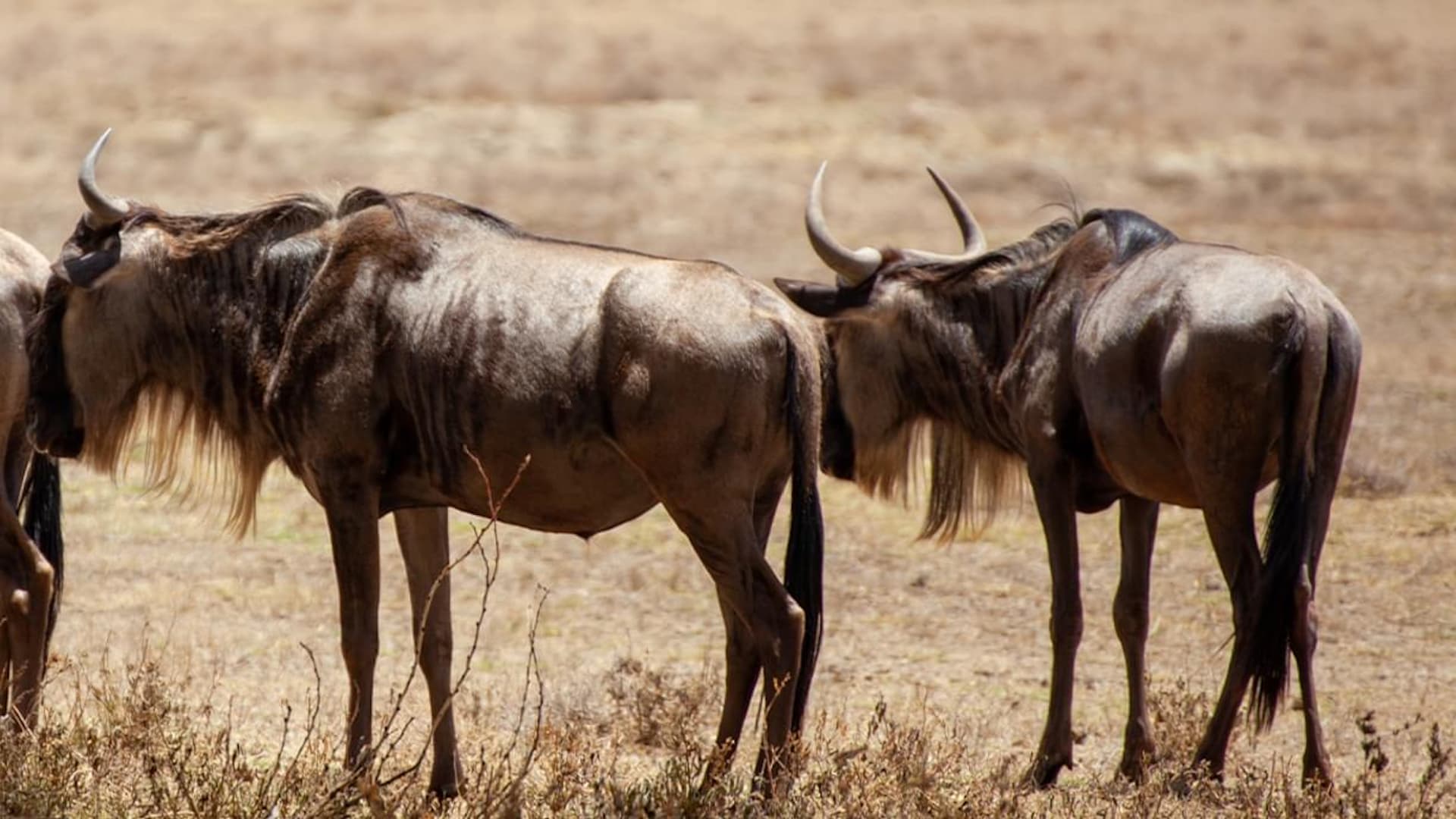 Watch Adapt to Survive - Free TV Shows | Tubi