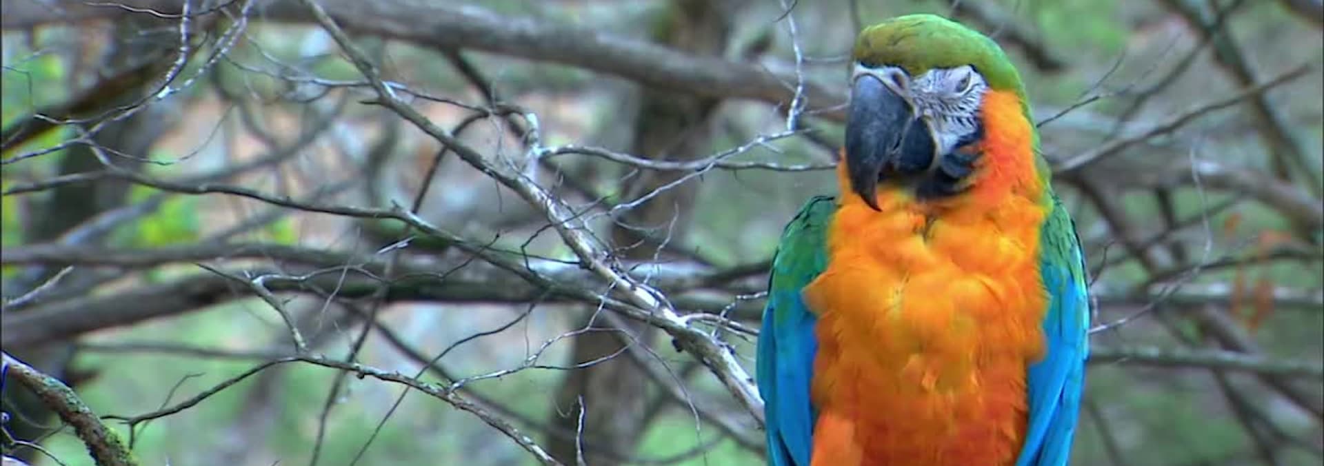 Watch Animal Atlas S04:E26 - Who's at the Zoo, Too? - Free TV Shows | Tubi