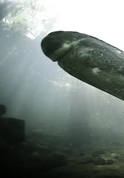 Watch River Monsters S01:E02 - Alligator Gar - Free TV Shows | Tubi