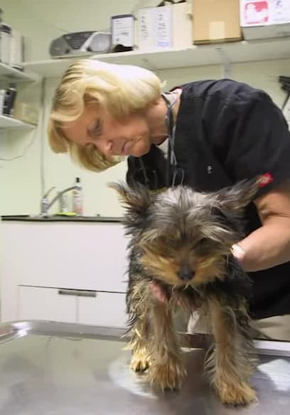 Watch Dr. Dee: Alaska Vet S01:E06 - Tis the Season - Free TV Shows | Tubi