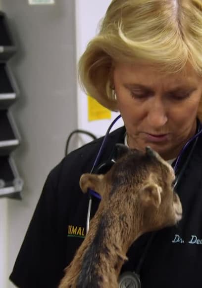 Watch Dr. Dee: Alaska Vet S02:E02 - On the Edge of Nowhere - Free TV ...