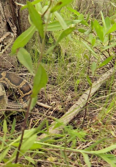 Watch Swamp People: Serpent Invasion S03:E09 - Super Snakes - Free TV ...