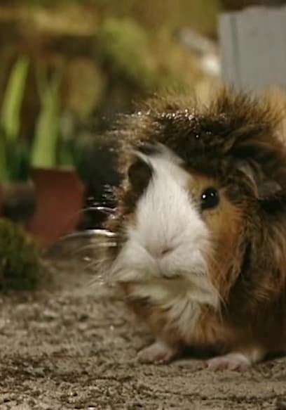 Watch Once Upon a Hamster S05:E01 - Unstoppable Turtle - Free TV Shows ...