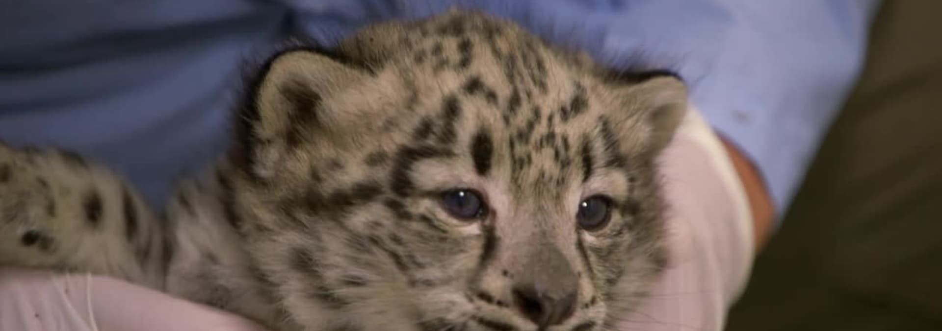 Watch The Zoo S02:E08 - Miracle Cub - Free TV Shows | Tubi
