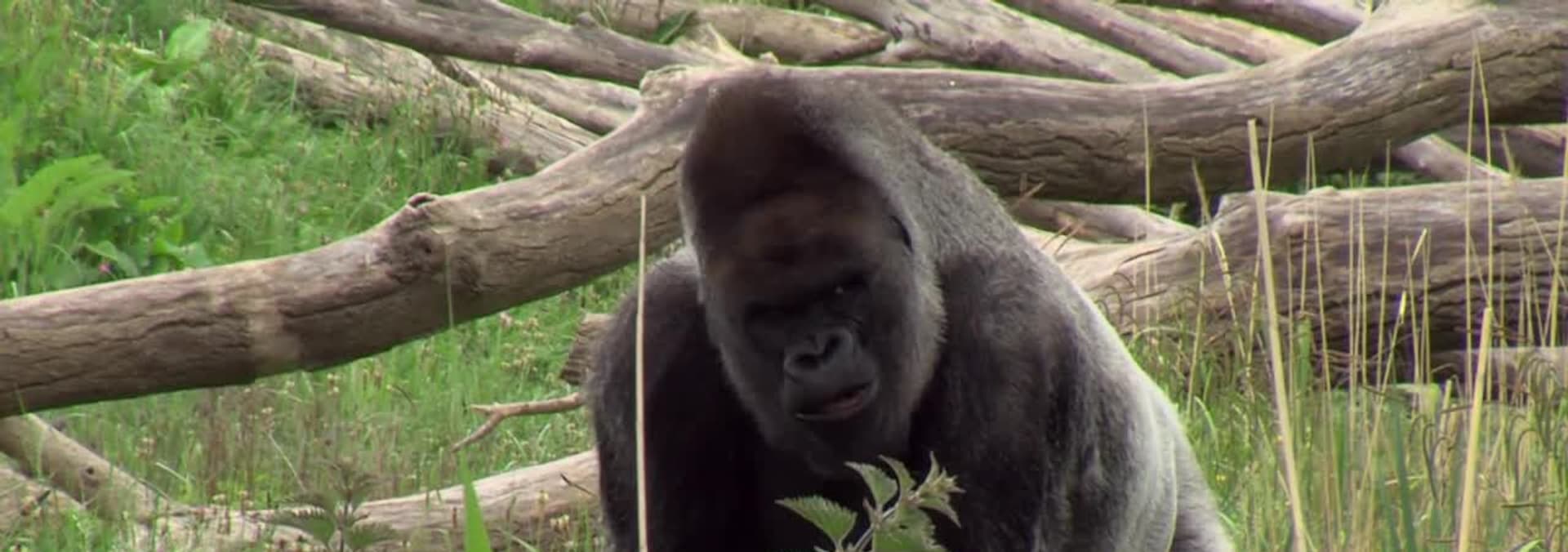 Watch The Zoo S05:E10 - Episode 10 - Free TV Shows | Tubi