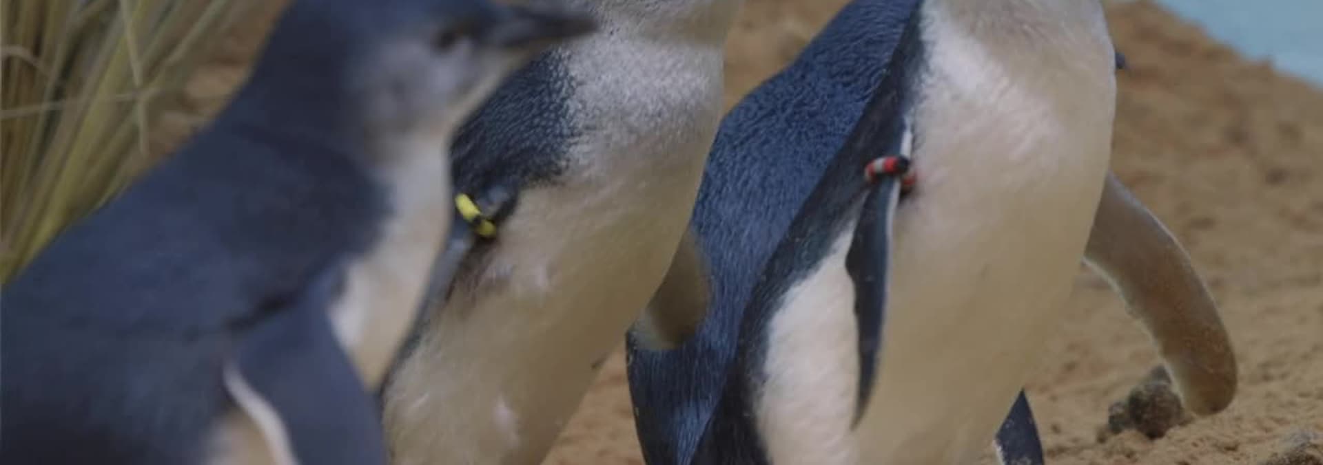 Watch The Zoo S04:E12 - Penguins in Love - Free TV Shows | Tubi