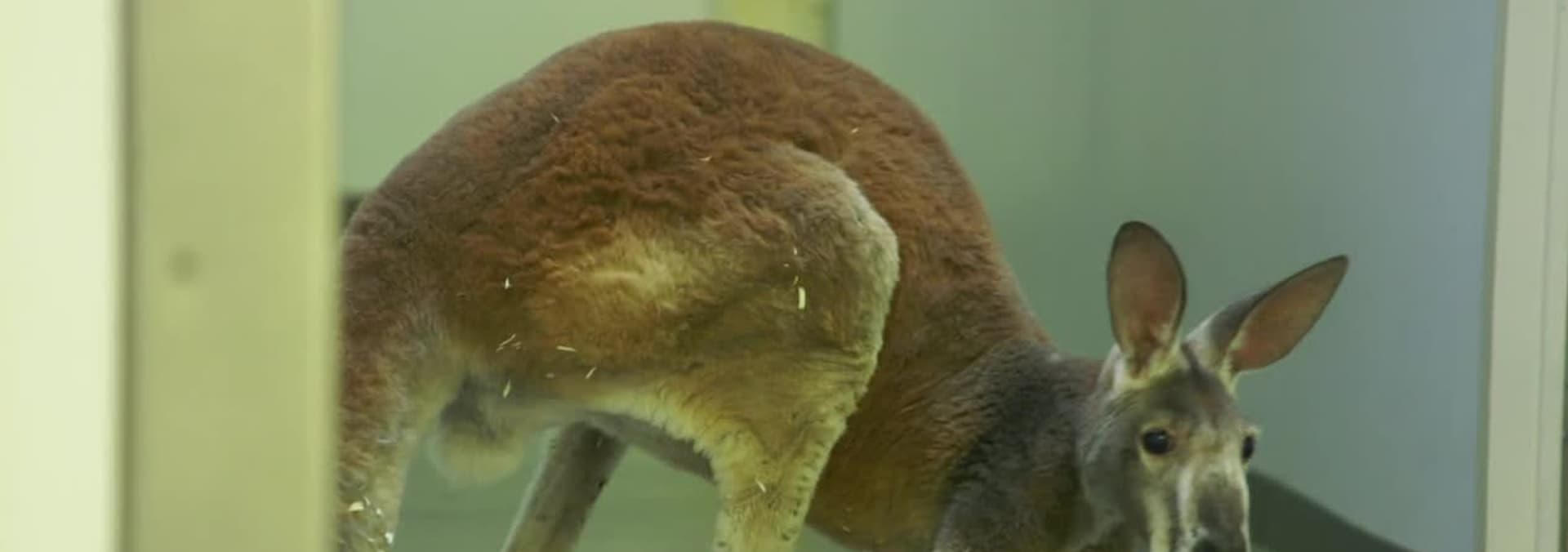 Watch The Zoo S02:E01 - Kangaroo Dave - Free TV Shows | Tubi