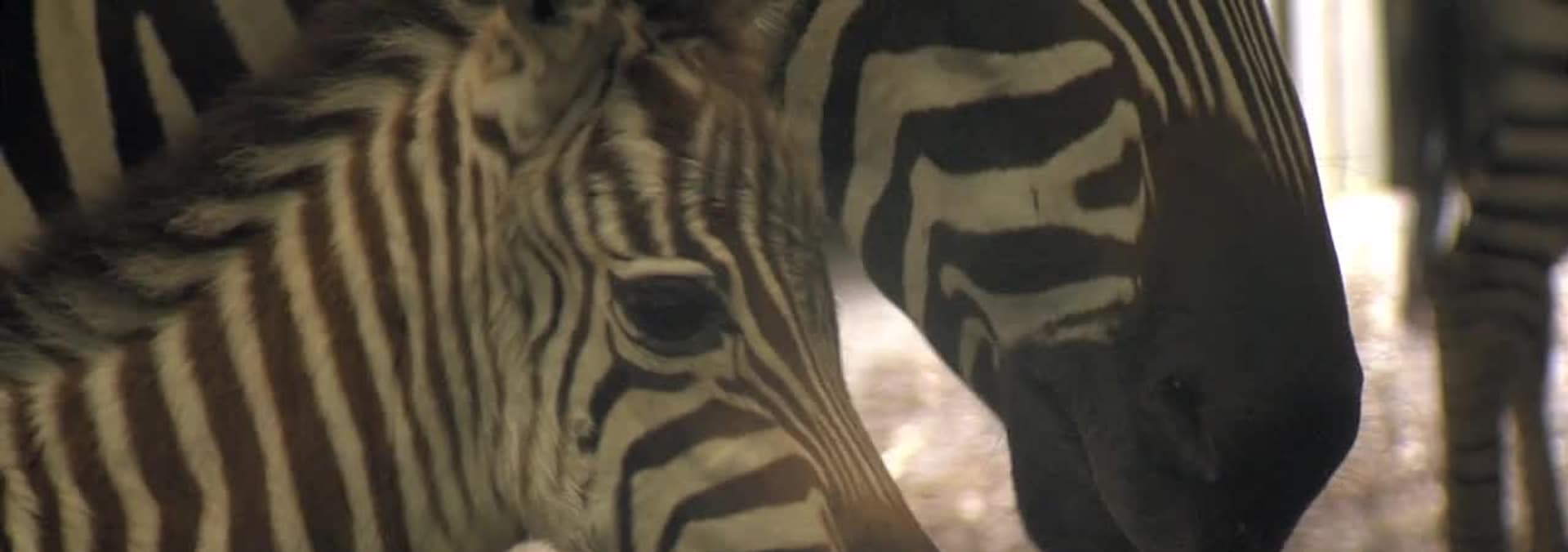 Watch The Zoo S06:E02 - Episode 2 - Free TV Shows | Tubi