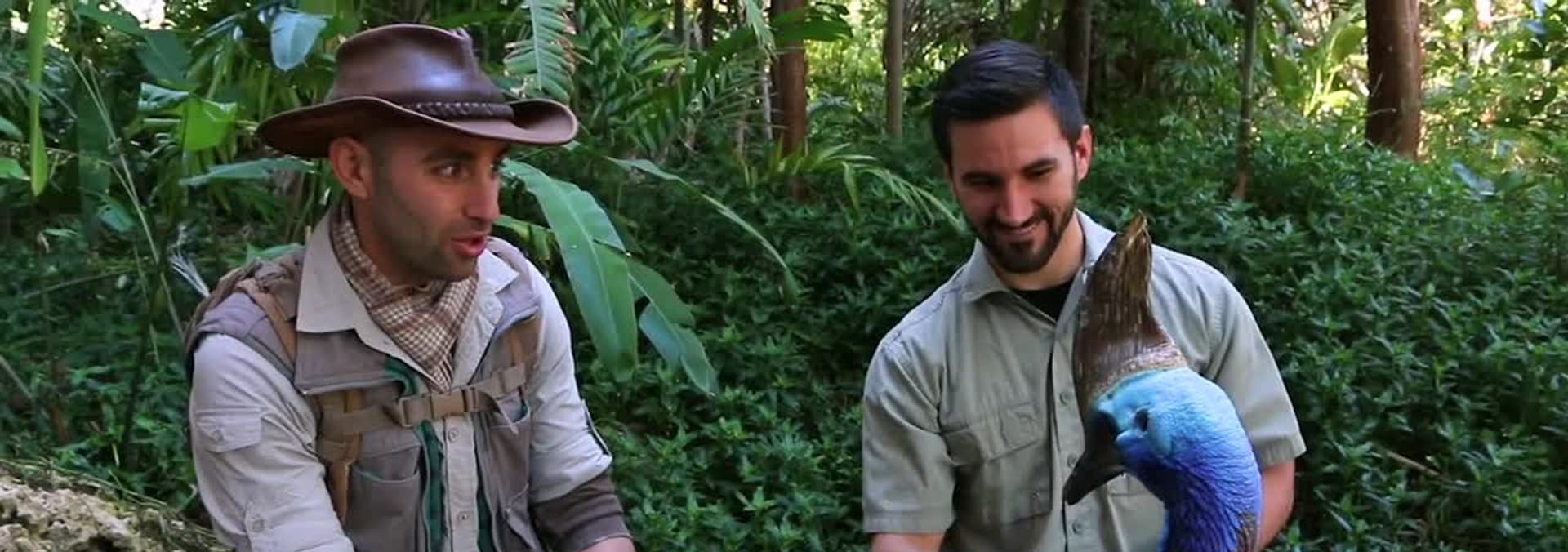 Watch Brave Wilderness S05:E10 - Prehistoric Bird Escapes Extinction ...