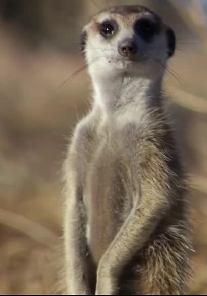 Watch Meerkat Manor S03:E02 - The Mission - Free TV Shows | Tubi