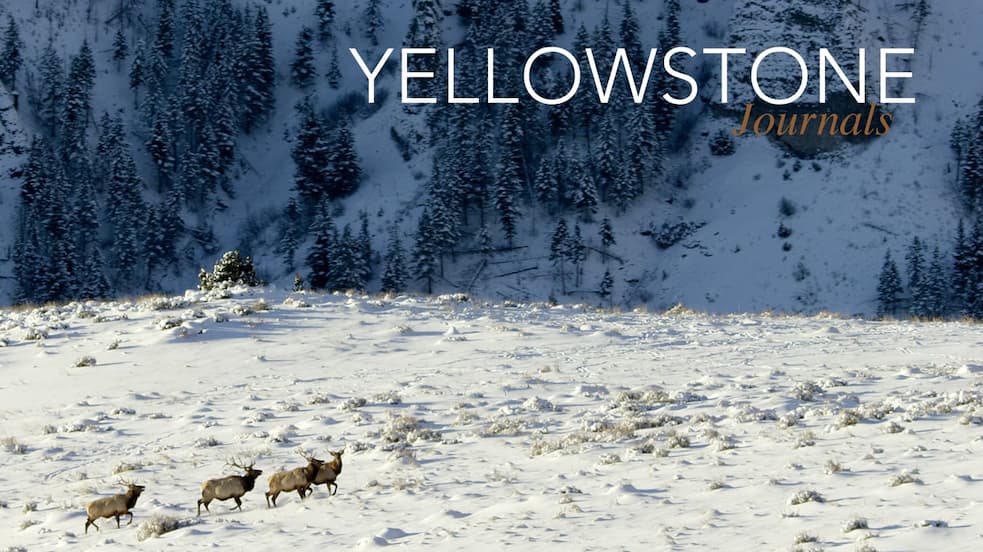 Watch Yellowstone Journals Streaming Online | Tubi Free TV