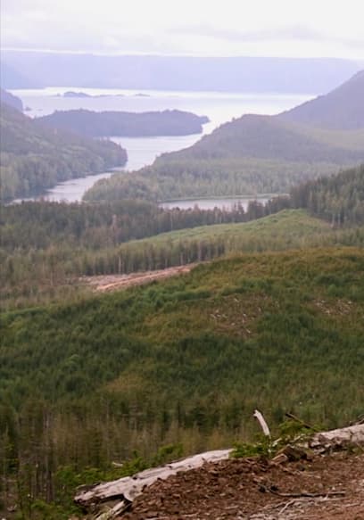 Watch Jim Shockey's Hunting Adventures S11:E23 - SCI & 500 lb. Coastal Black Bear - Free TV ...