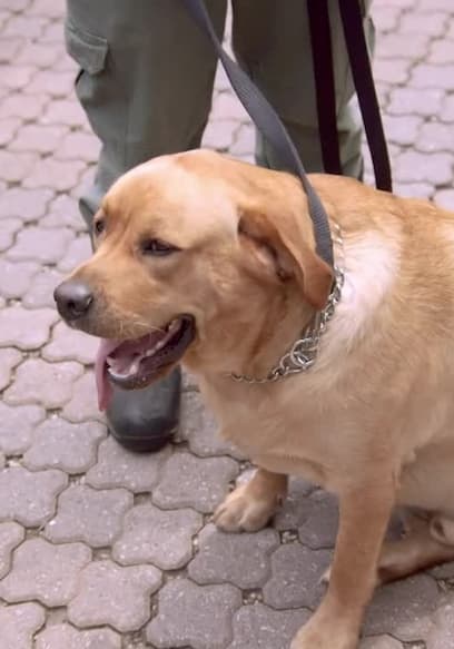 Watch The Zoo S01:E03 - Walk on the Wild Side - Free TV Shows | Tubi