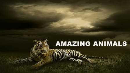 Watch Amazing Animals - Free TV Shows | Tubi