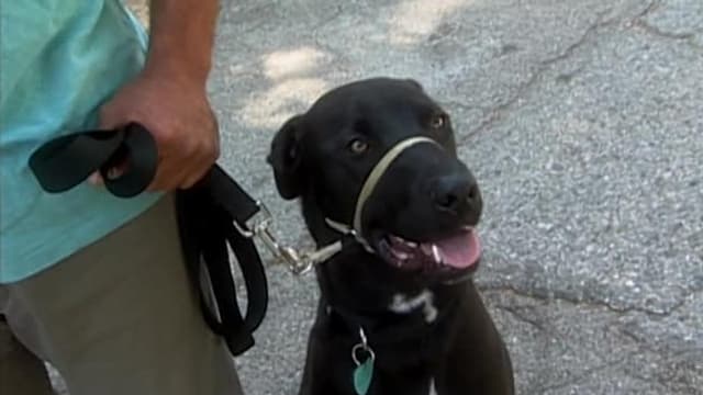 Watch Dog Whisperer with Cesar Millan S01:E04 - Josh and Boomer - Free ...