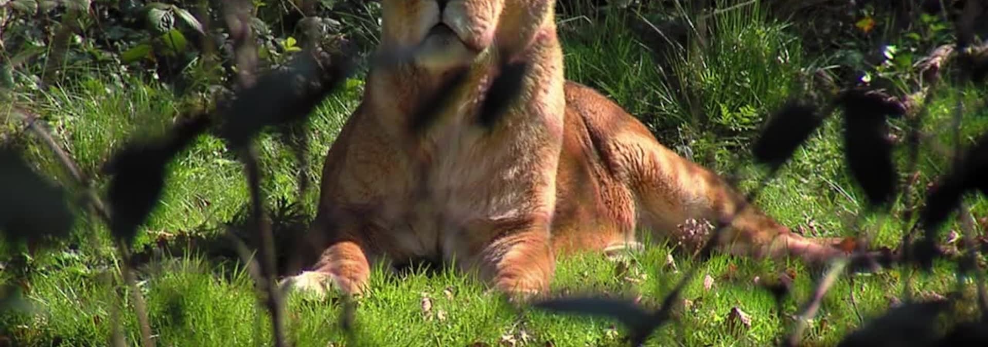 Watch The Zoo S04:E03 - Episode 3 - Free TV Shows | Tubi