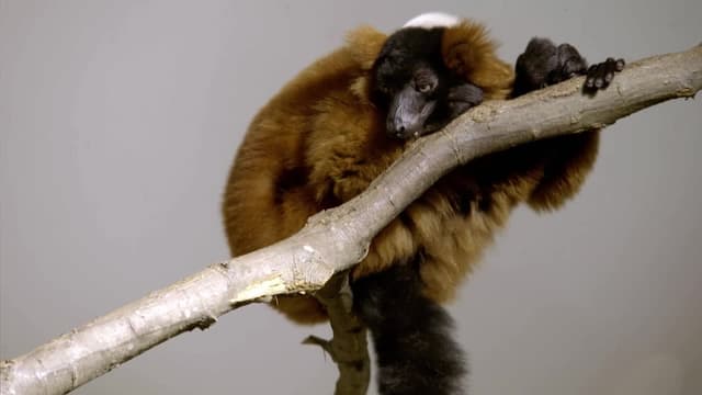 Watch The Big Feed S01:E04 - Green Cuisine - Free TV Shows | Tubi