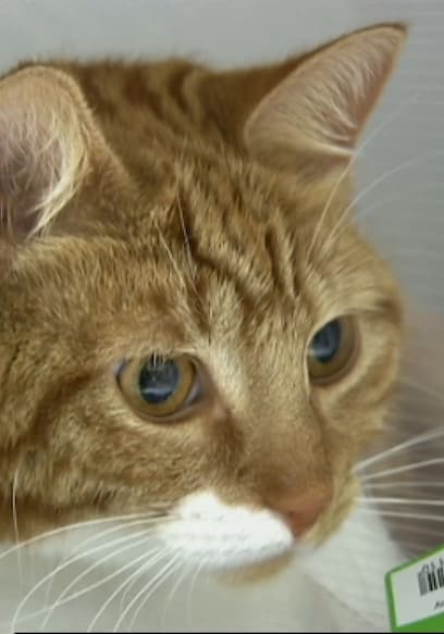 Watch The Bionic Vet S01:E02 - Episode 2 - Free TV Shows | Tubi