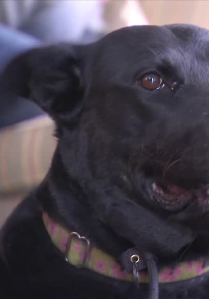 Watch Dog Whisperer with Cesar Millan S07:E03 - Grizzly Dogs - Free TV ...