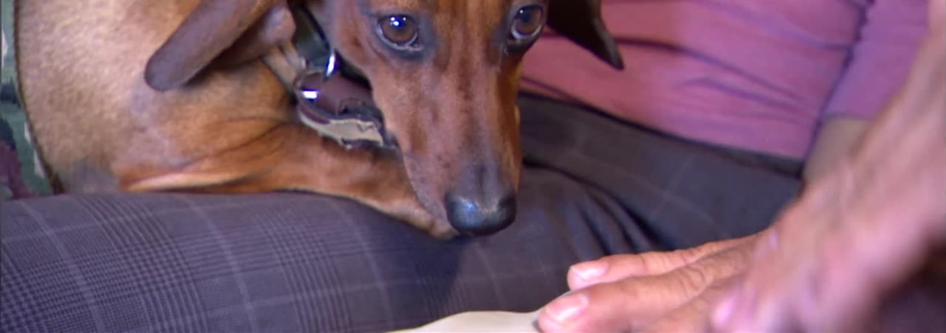 Watch Dog Whisperer with Cesar Millan S03:E21 - Lotus Blossoms - Free ...