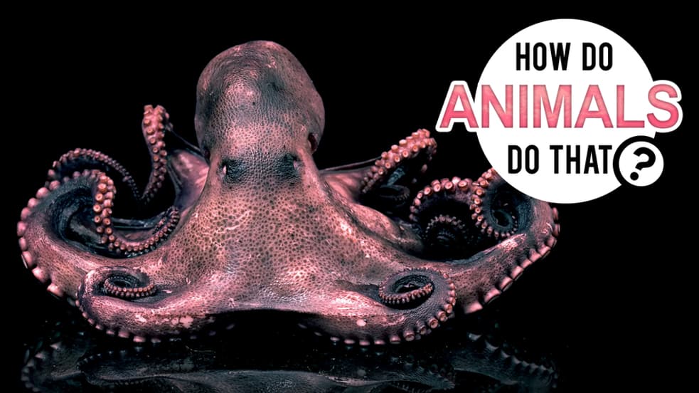 Watch How Do Animals Do That? - Free TV Shows | Tubi